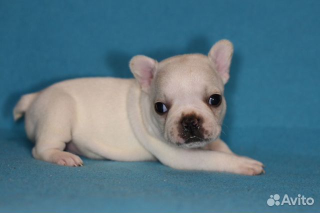 Французский бульдог. Яркие и редкие