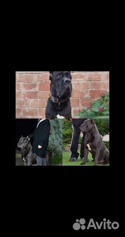 Щенки Кане Корсо редкого и красивого серого окраса