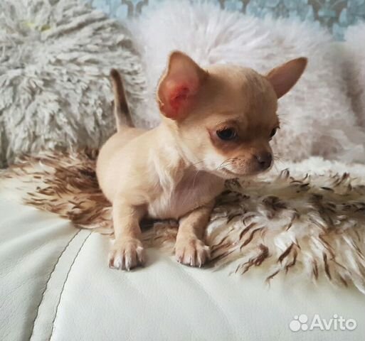 Мальчик чихуахуа шоколадный соболь