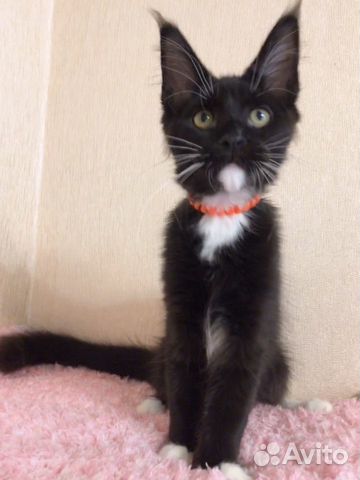 Котик мейнкунчик