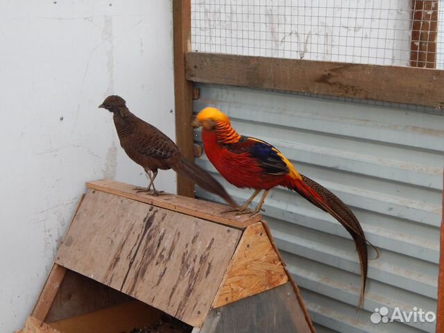 Золотые фазаны