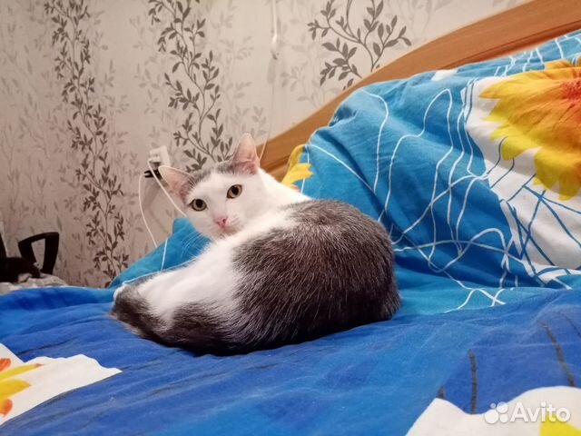 Котик Гаврюша