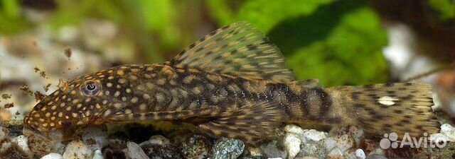 Аквариум с рыбками и полным оборудованием