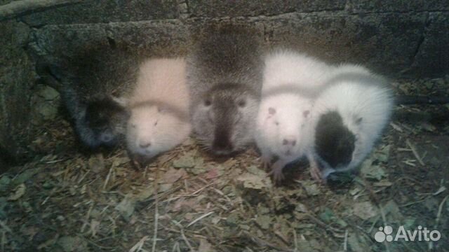 Продается семья нутрий