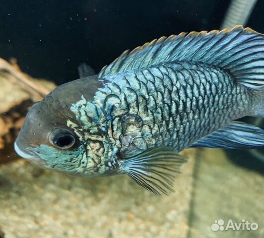 Наннакара электрик блю