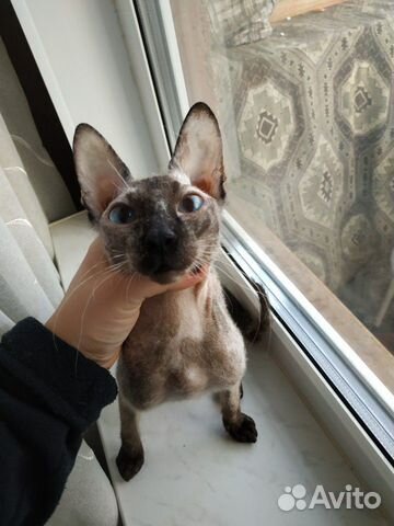 Продаю кошку(сфинкс), зовут Алиса:) очень ласковая