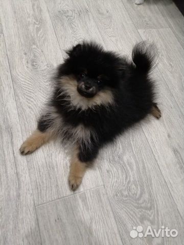 Милашечка шпиц