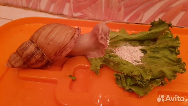 Улитки Ахатина фулика алъбино боди и Ахатина панте