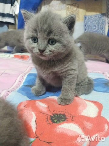 Шотландские котята