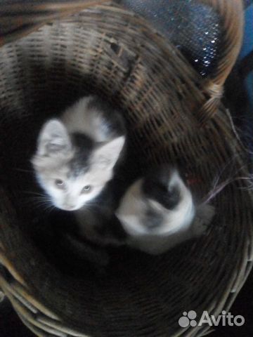 Котята трехцветные