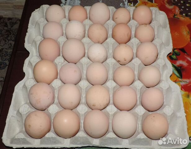 Инкубационное яйцо мехеленской кукушки