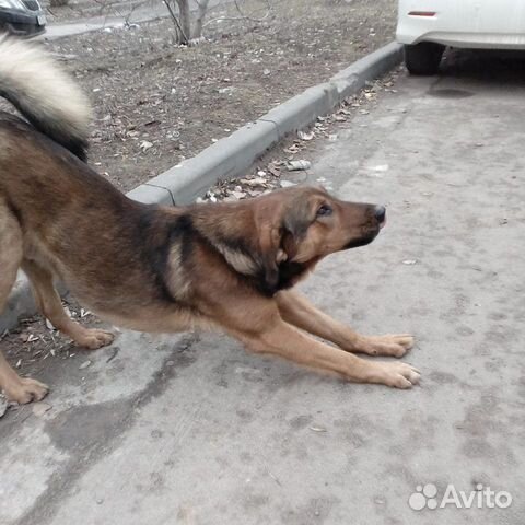 Кобель
