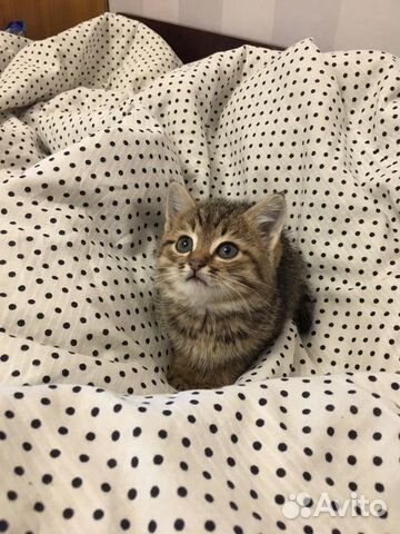 Маленькое пушистое чудо ищет дом