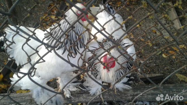 Продам петухов Брамо