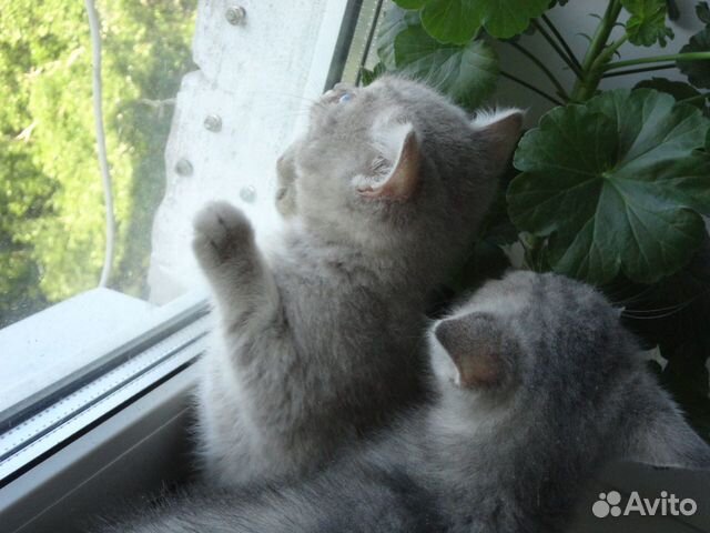 Продам котёнка