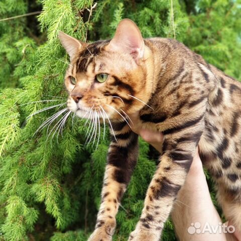 Котик на вязку