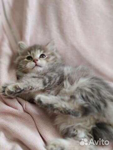 Маленькая рысь