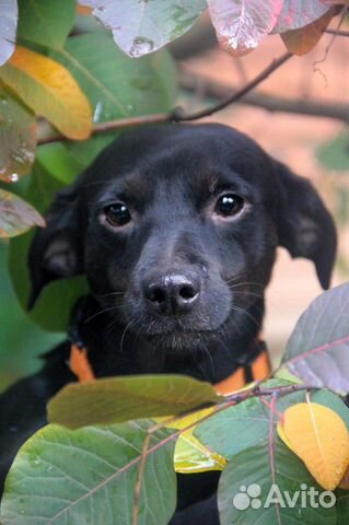 В добрые руки