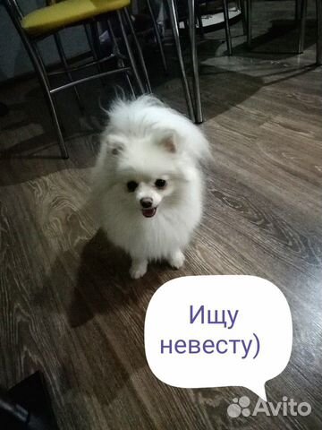 Шпиц немецкий на вязку