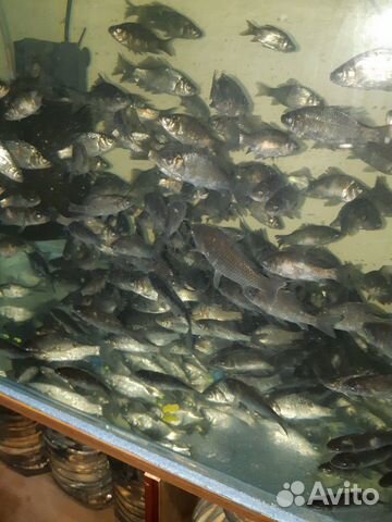 Живец чебак карась