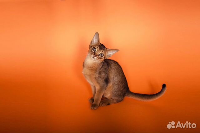 Клубные Абиссинские котята. В разведение