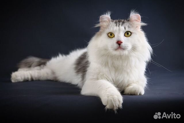 Американский керл - мальчик