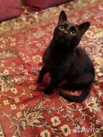 Ласковый и добрый котофей ищет своего хозяина