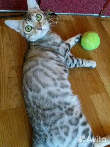 Расписная красота