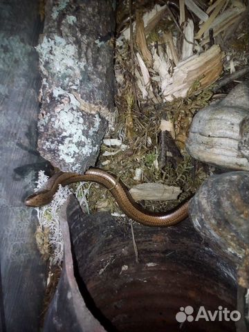 Веретеница, безногая ящерица