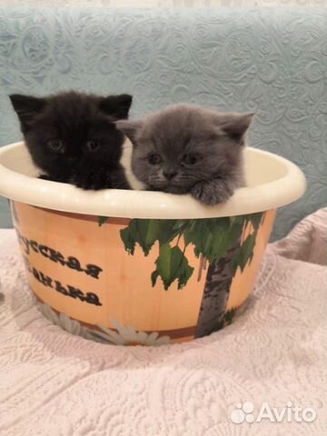 Пушистые подарочки к новому году