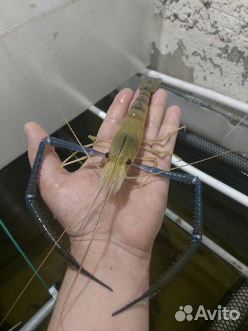 Креветка Макрабрахиум Розенберга