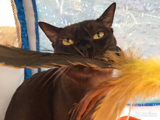 Вязка. Бурма