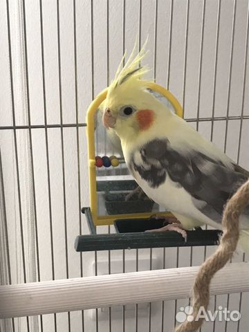 Попугай корелла + клетка
