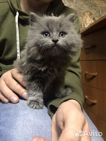 Персидский кот