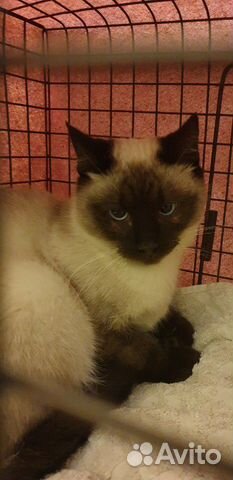 Ищут дом супер-котята