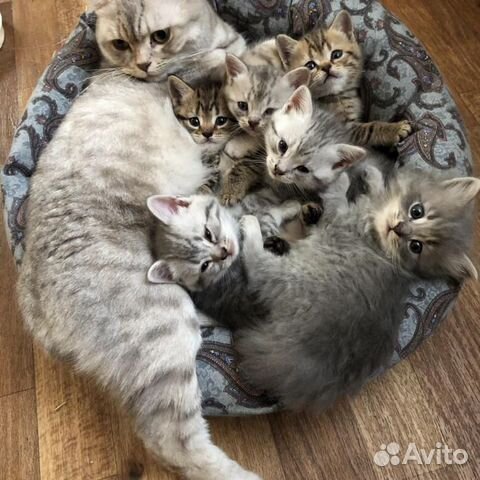 Котята метисы шотландской прямоухой кошки