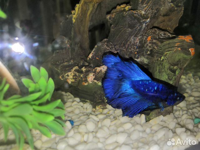 Рыба Петушок