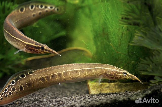 Макрагнатус