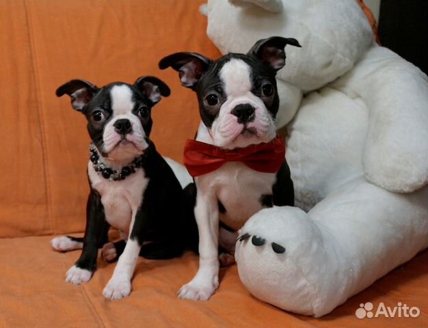 Щенки бостон терьера