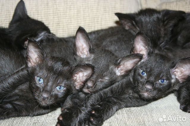 Полуориентальные котята