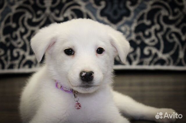 Белый щенок девочка ищет дом