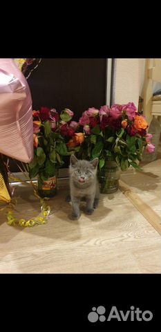 Продам котёнка мальчик шотландской породы