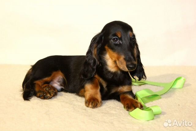 Длинношерстные мальчишки кроличьи\мини