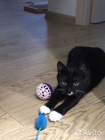 Котик ищет хозяев