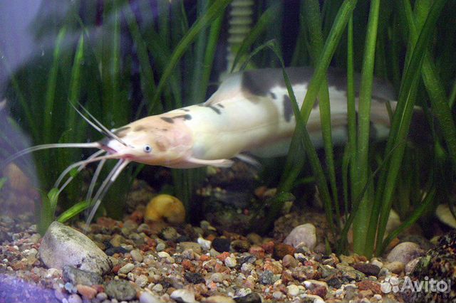 Сом клариас мраморный