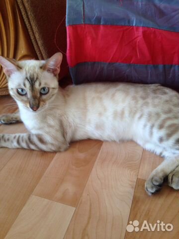 Снежная бенгалка