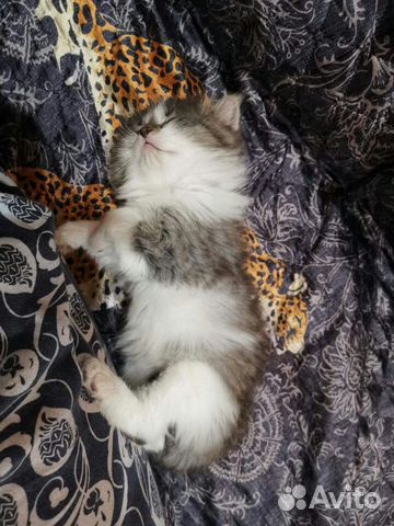 Полукурилец в добрые руки