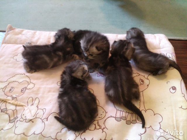 Бронь Мраморные британчики