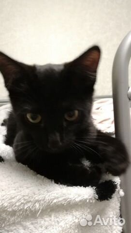 Котенок от ловчей сиамочки