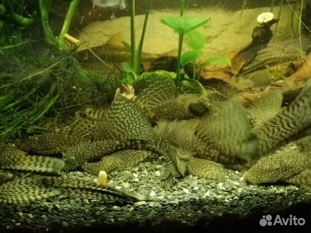 Вуалехвостый сом. (Анцитрус)